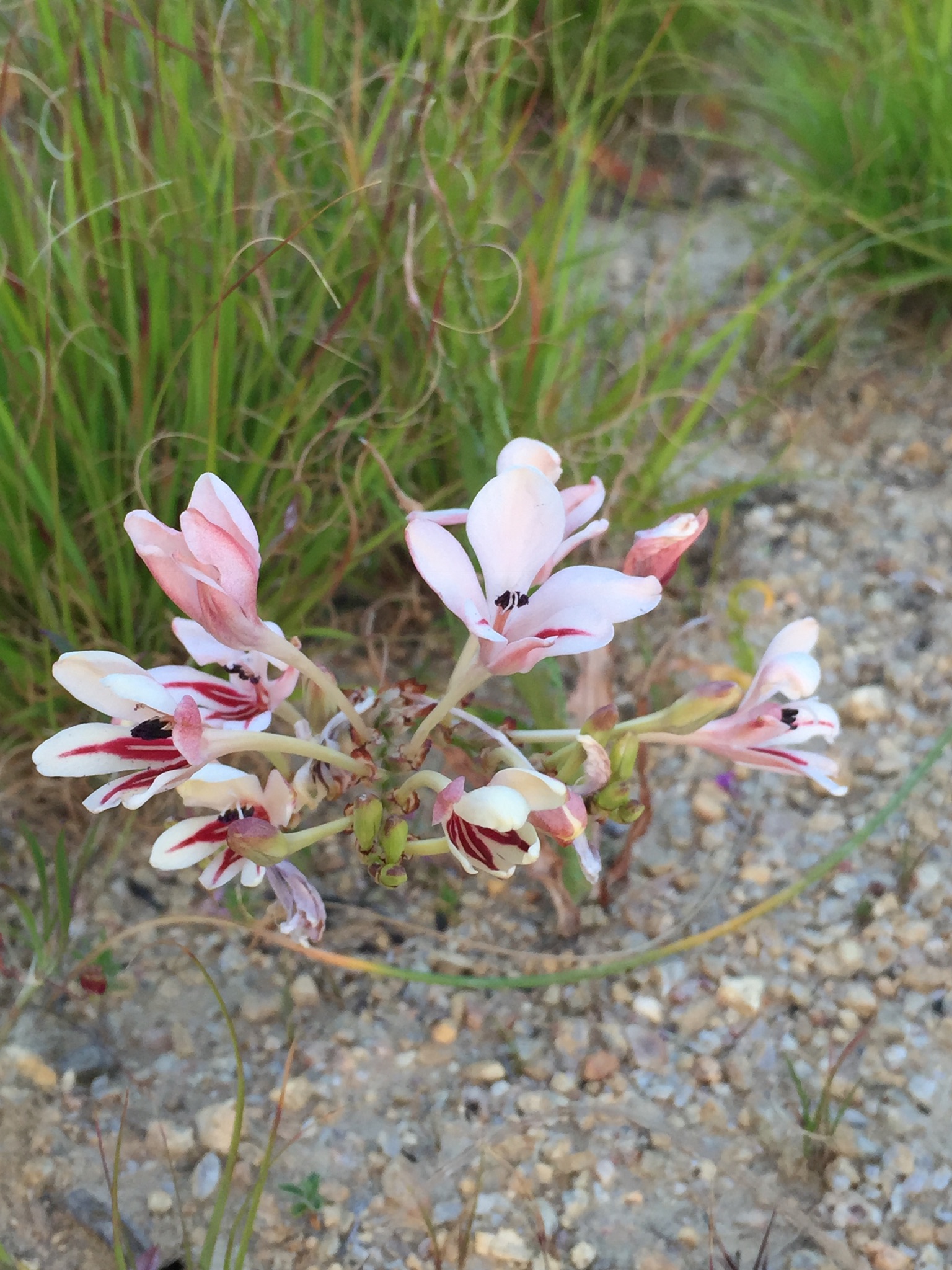 Just an evening walk… | The Fynbos Blog